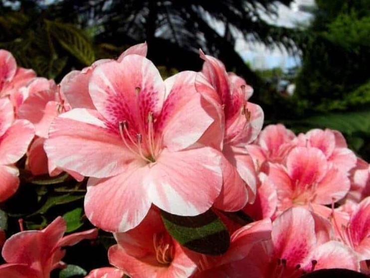 Azalea Dogwood Red White Bicolor Azalea Live Plant - Ship No Pot | eBay