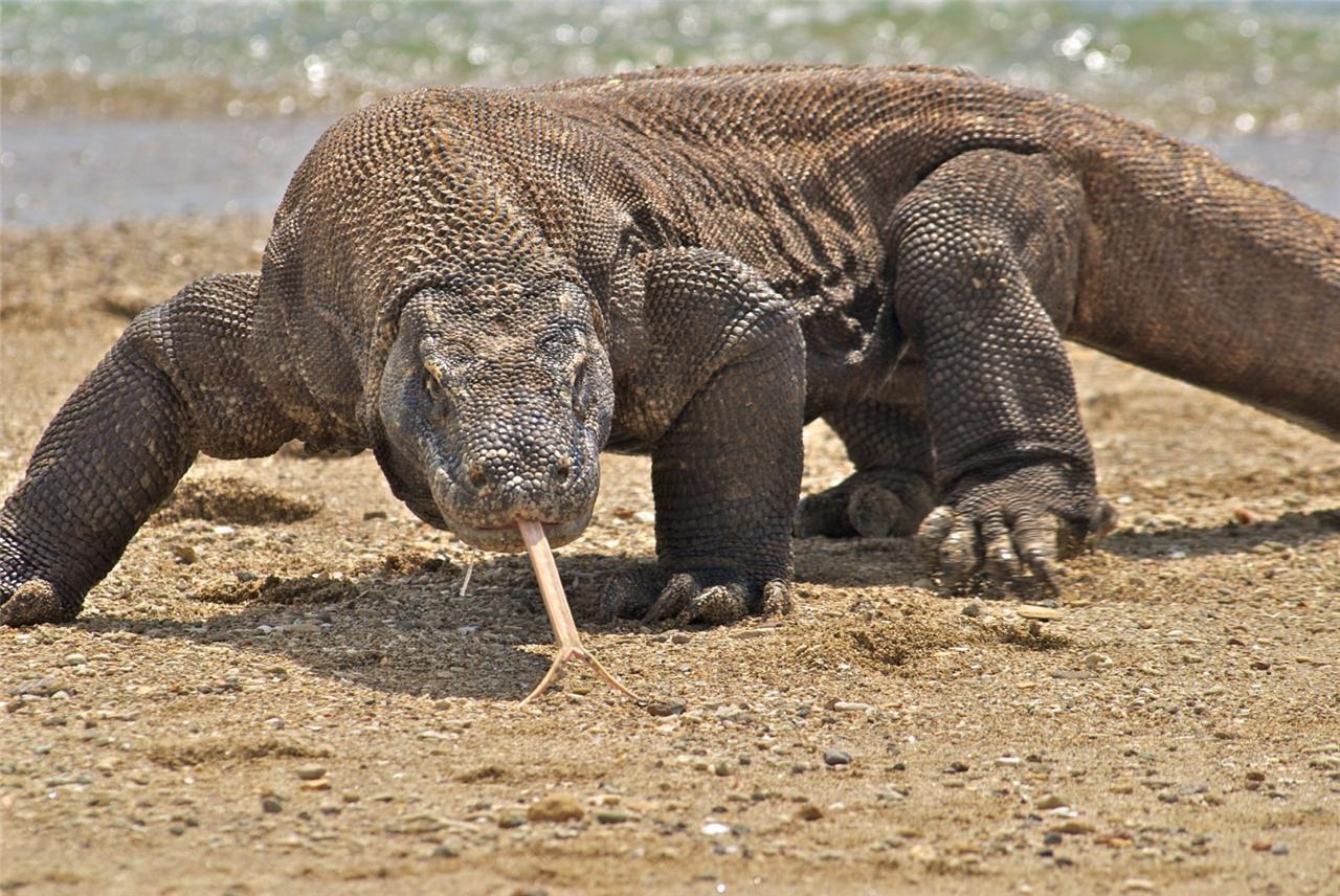 Water Monitor Lizard Vs Komodo Dragon