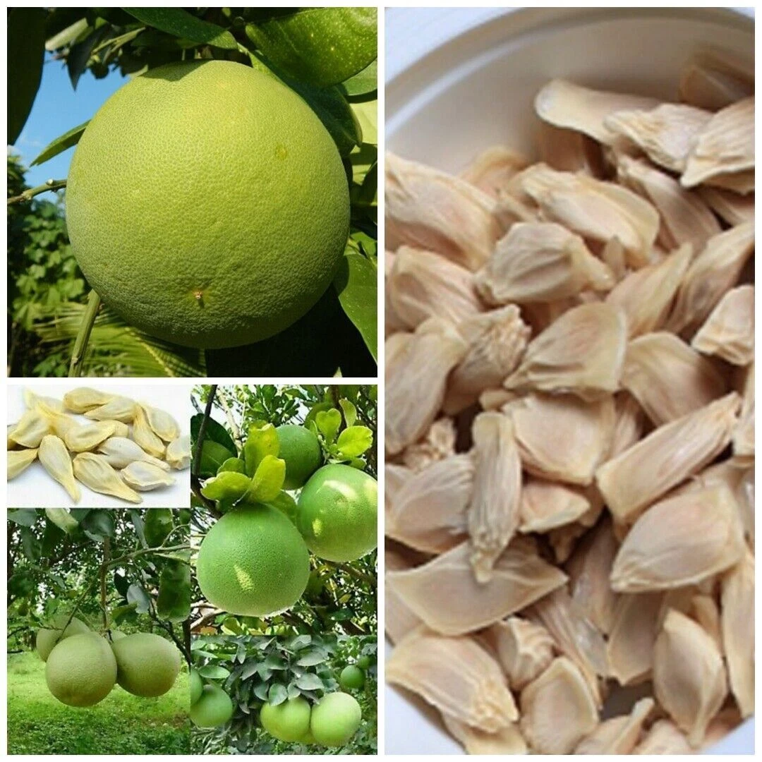 Grapefruit Seeds