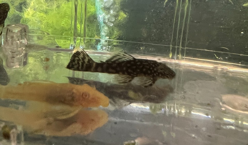 3x Chocolate bristlenose pleco .75-2 inch fish | eBay