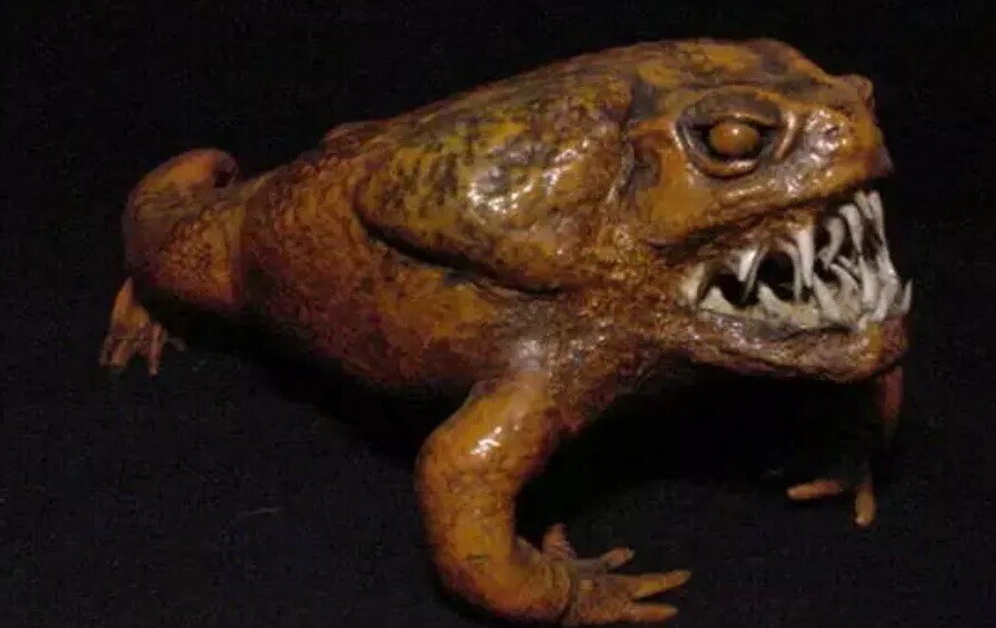 Giant Deformed Cane Toad Freak taxidermy Gaff Frog | eBay