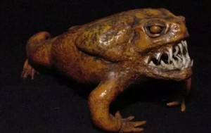 Giant Deformed Cane Toad Freak taxidermy Gaff Frog | eBay