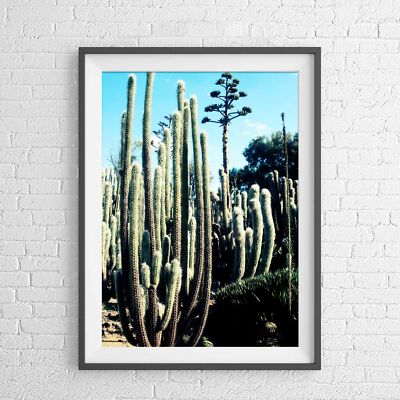 CACTUS CACTI PLANT TREE LIFESTYLE POSTER PICTURE PRINT Size A5 to A0 ...