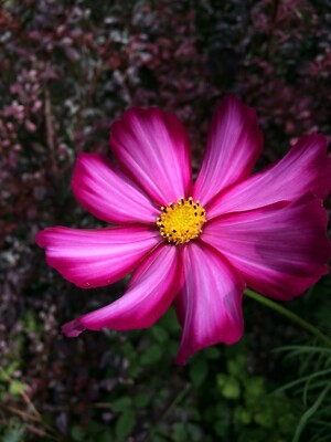 COSMOS bipinnatus 'Peppermint Rock' Approx. 30 seeds | eBay UK