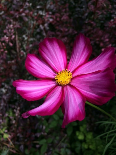 COSMOS bipinnatus 'Peppermint Rock' - Approx. 30 seeds | eBay UK