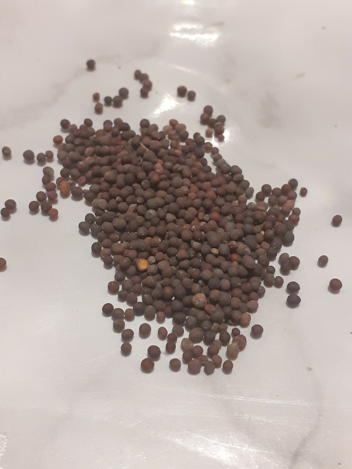 Lai Shak (Mustard leaves) - Bangladeshi Indian Chinese Vegetable Seeds ...