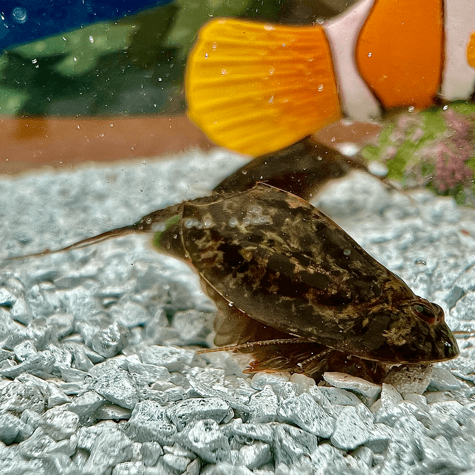 Triops Cancriformis Germany Starter kit Ultra incl. feed, by Triops ...