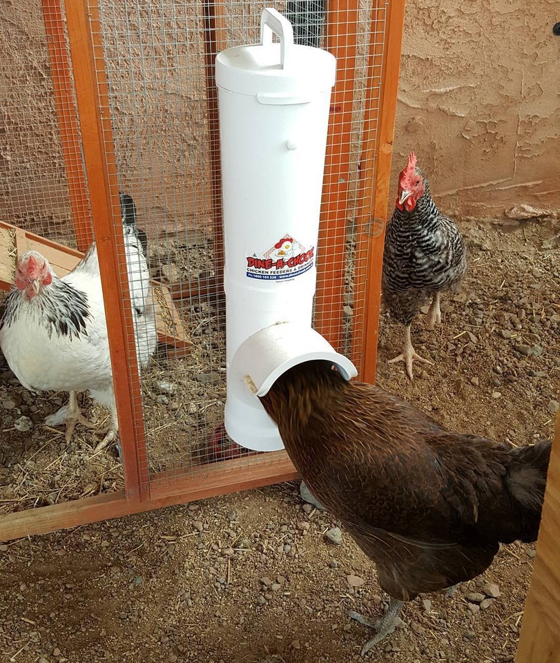 DINE-A-CHOOK Chicken Feeder & Drinker Set / Chook Waterer / Poultry ...
