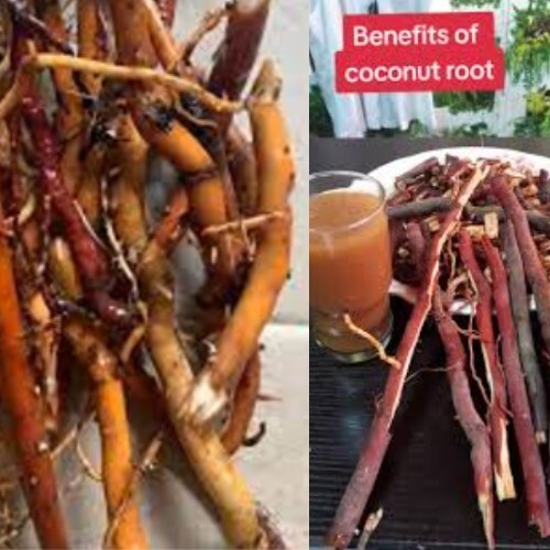 Dried Coconut Roots Cocos NUCIFERA From Ceylon herbal Ayurvedic 30g DRY ...
