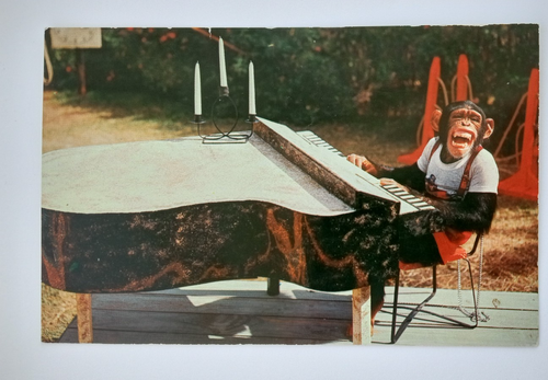 MIAMI FLORIDA CHROME POSTCARD 1960 ERA MONKEY JUNGLE CHIMP PLAYS PIANO ...
