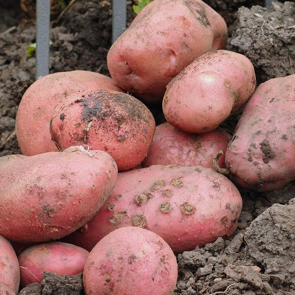 Desiree,Main Crop Seed Potatoes -for Planting, 2Kg Tubers,Ready for Planting now | eBay UK