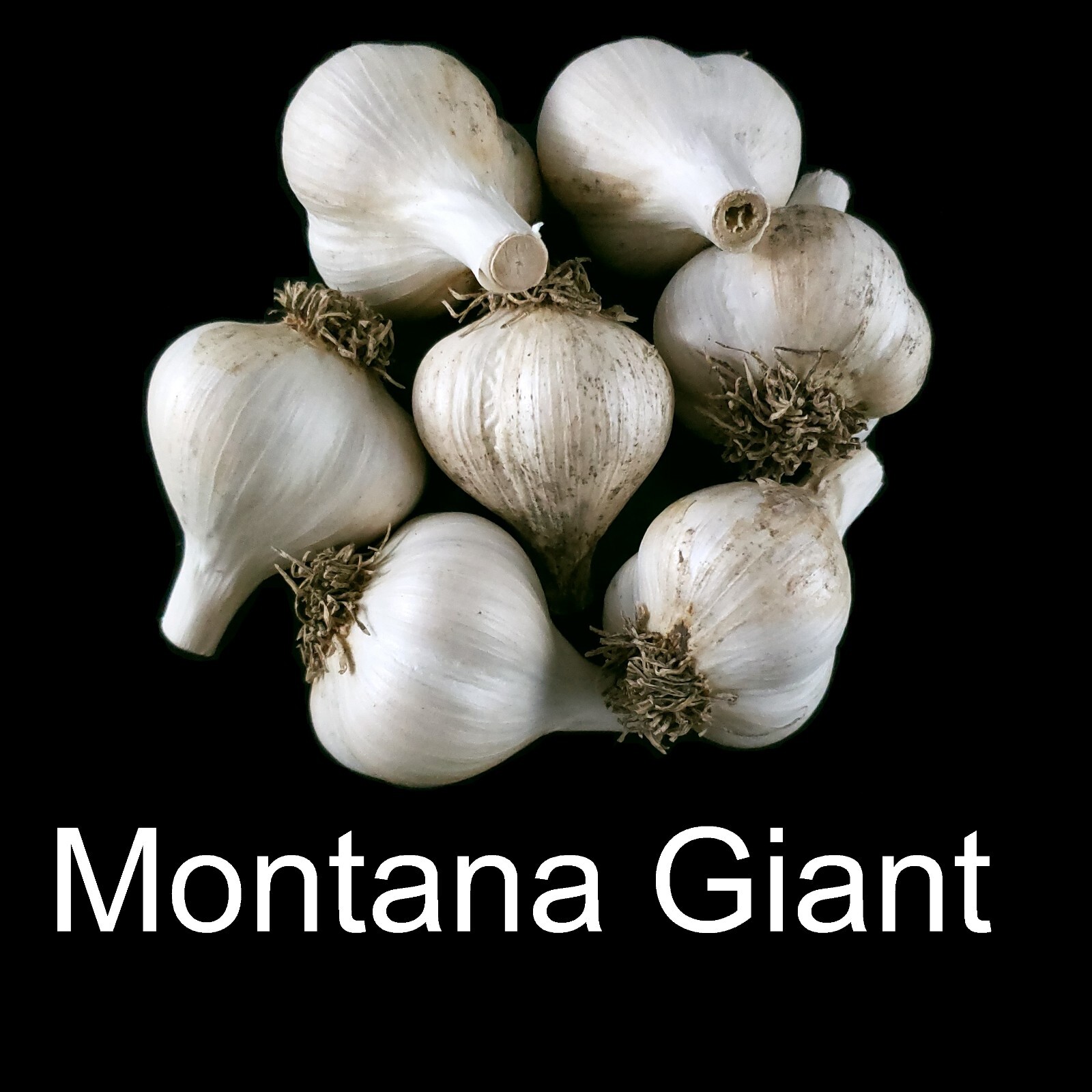 1/2lb Montana Giant Hardneck Garlic Bulbs Grown 2025 Eating or Seed ...