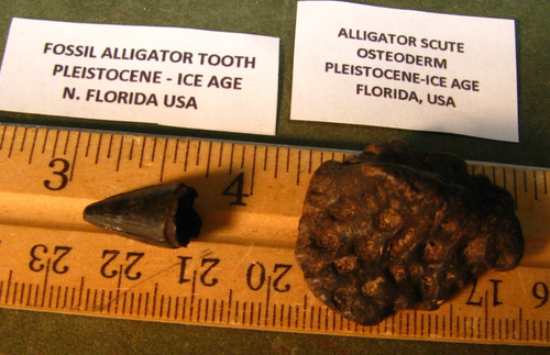 FOSSIL ALLIGATOR TOOTH & SCUTE (OSTEODERM) PLEISTOCENE ICE AGE FLORIDA ...