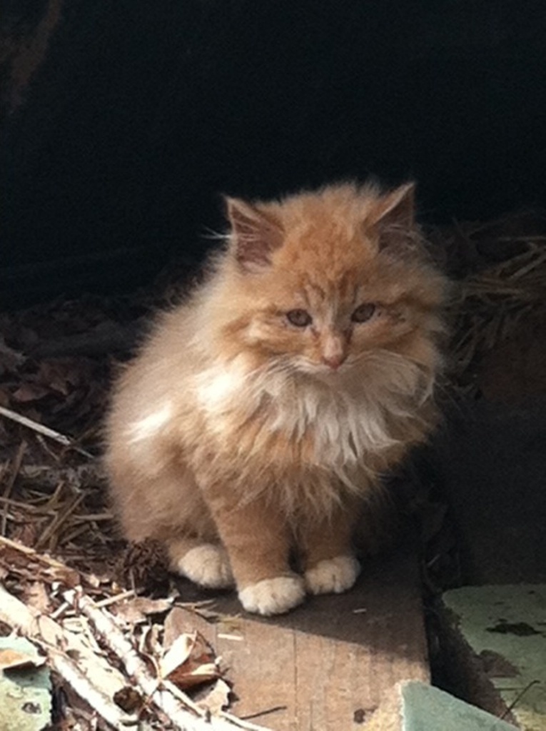 FLUFFY ORANGE KITTEN CAT PHOTO SCREENSAVER WALLPAPER COPY DONATE | eBay