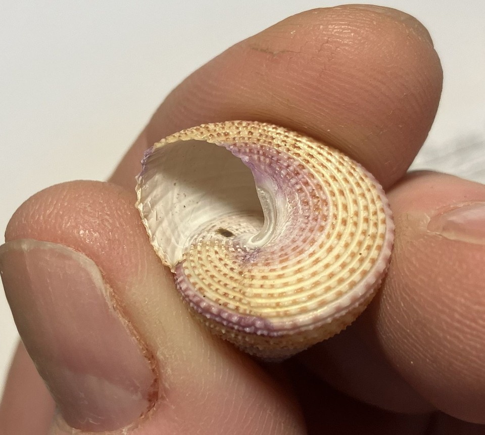 Calliostoma annulatum. Purple Ringed top snails. 2 snails. Largest 18 ...