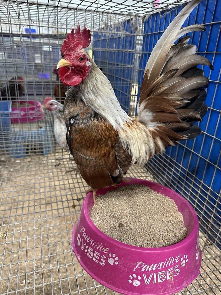 12 + Serama Hatching Eggs. | eBay