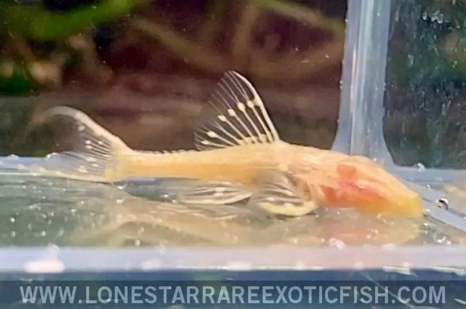 Albino L155 Adonis Pleco / Acanthicus adonis - Live Aquarium Fish | eBay