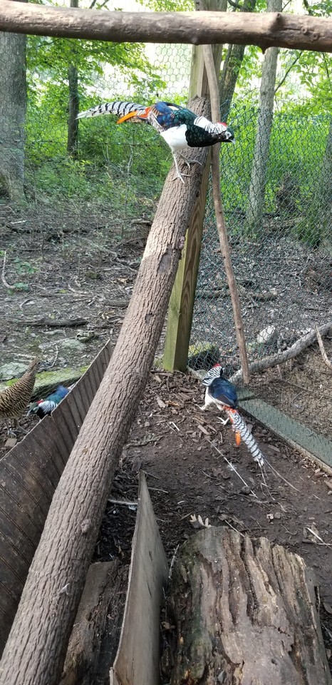 6 Lady Amherst Pheasants Hatching Eggs | eBay