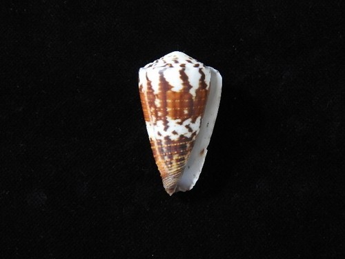 Sea shell Conus planorbis vitulinus 44mm ID#7695 | eBay