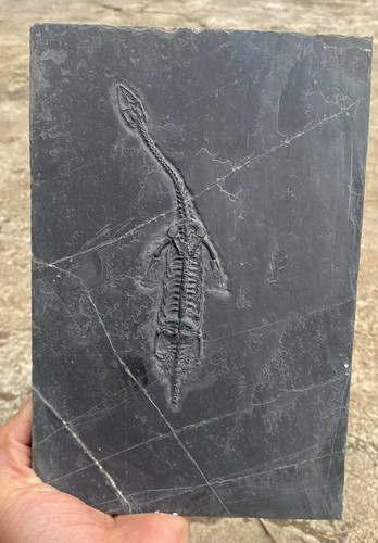 Keichousaurus Skeleton Fossil Triassic Reptile Dinosaur Bones China | eBay