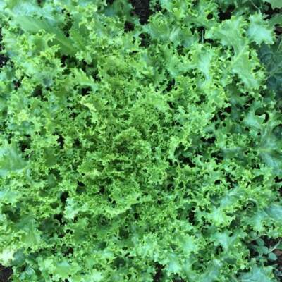 Endive Green Curled Ruffec Seeds 500+ Vegetable Garden NON-GMO USA FREE ...
