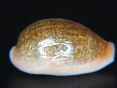 CYPRAEA ERRONES BIMACULATA: LARGE SPECIMEN @ 25.6MM FROM 1997 (STILL ...