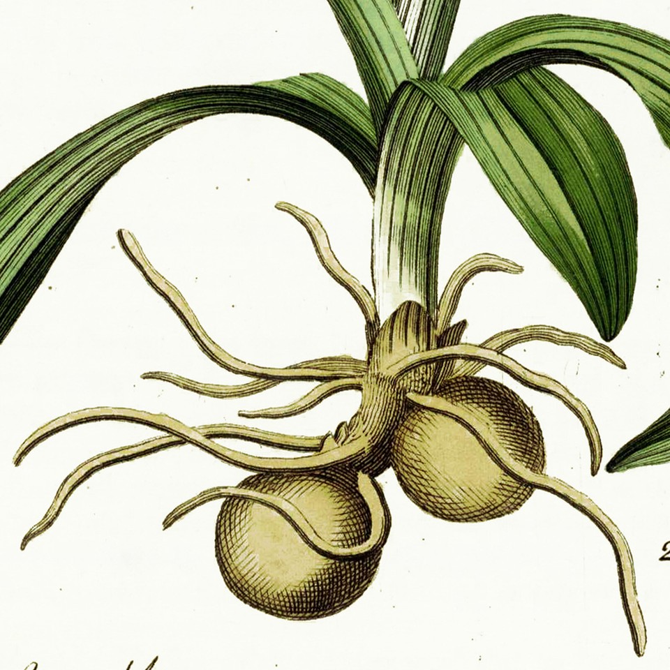 Rare 1818 CURTIS FLORA LONDINENSIS MATTED Hand-Colored Folio Engraving ...