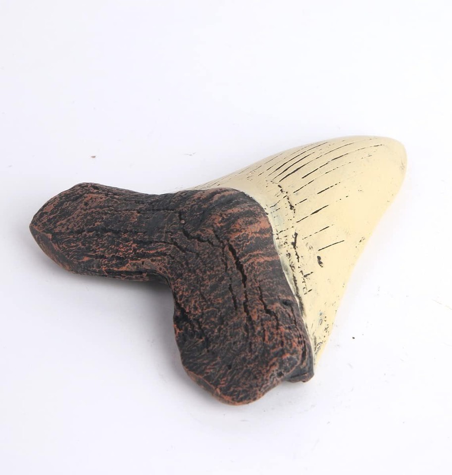 5.5 Inch Megalodon (Carcharodon Megalodon) Tooth, Ivory Color with ...
