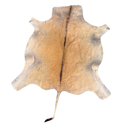 Eland Skin -Real Male Eland hide - Cape Eland Antelope Skin Rug Size ...