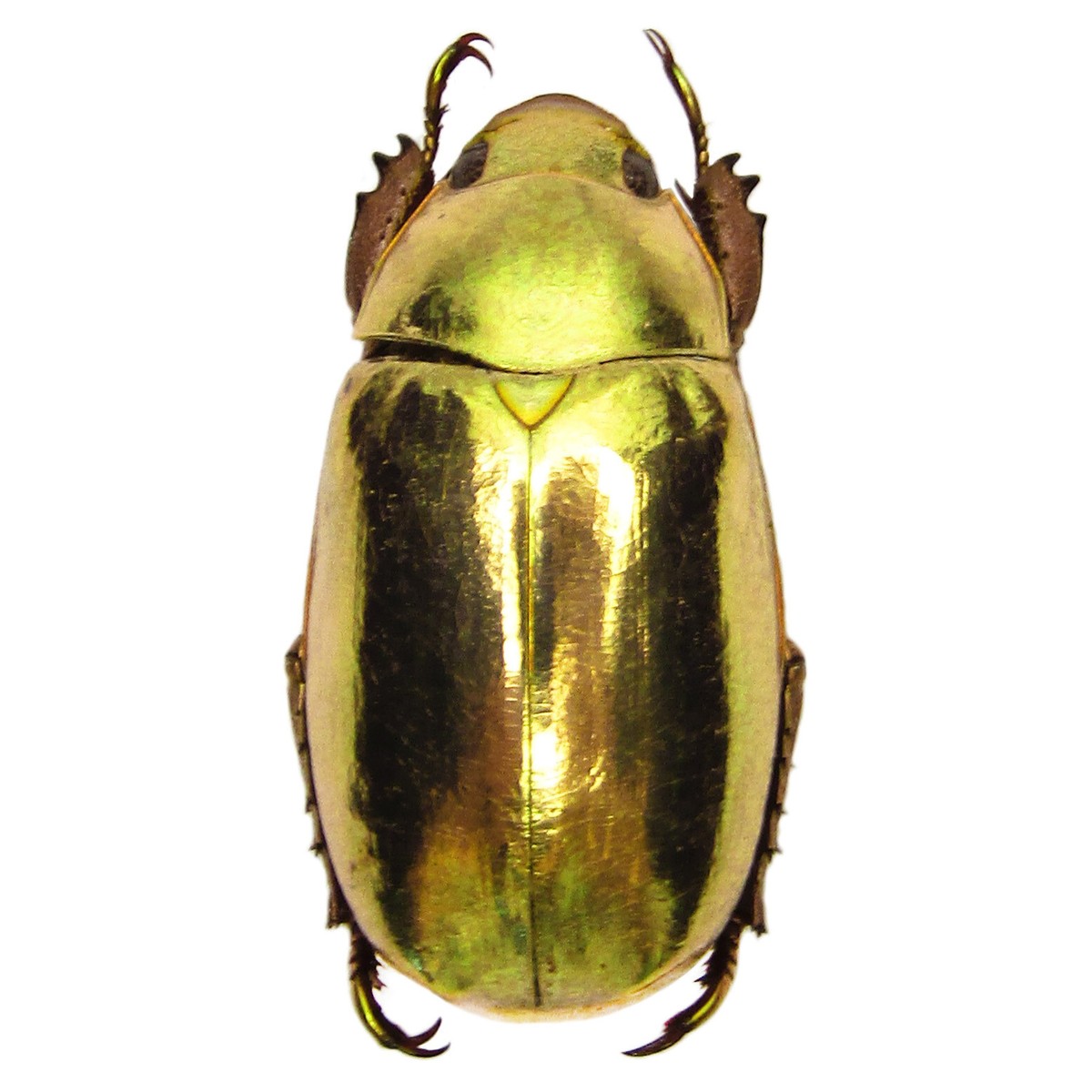 Gold Skinned Beetle