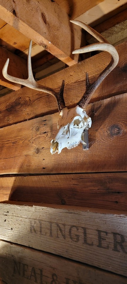 European Skull Mounting Bracket | eBay
