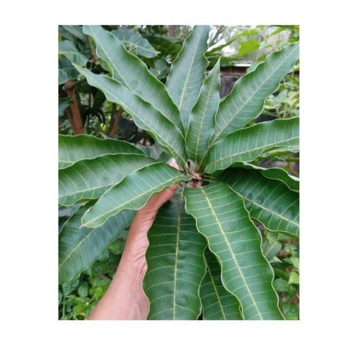 100% Natural Organic Dried Ceylon Mango Leaves Whole | eBay