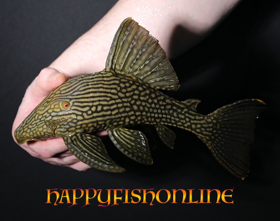 L330 WATERMELON ROYAL PLECO! FANTASTICALLY BEAUTIFUL FISH! LIVE FISH WC ...