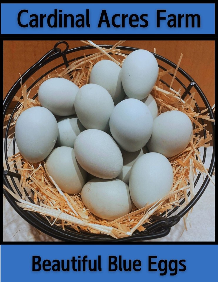 6+1 Ameraucana Fertile Hatching Eggs, Lavender/Splash from Cardinal Acres Farm | eBay