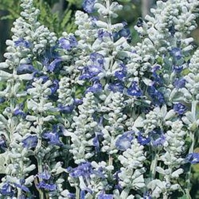 40+ SALVIA SILVERY BLUE STRATA FLOWER SEEDS / PERENNIAL / DEER, DROUGHT ...