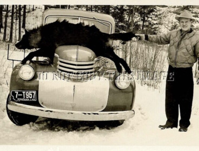 ANTIQUE HUNTING REPRO PHOTO HUGE BLACK MONTANA TIMBER WOLF ON PICKUP ...