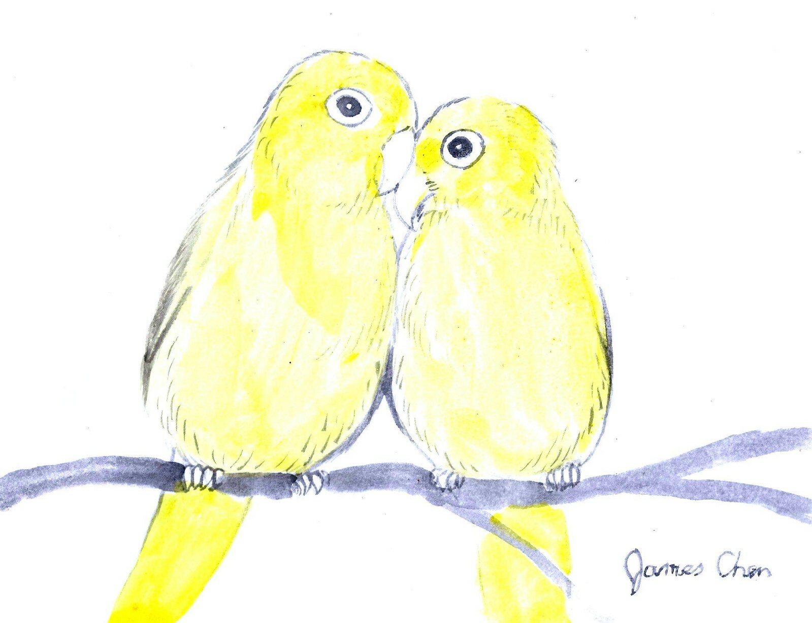 Two Love Birds Drawing