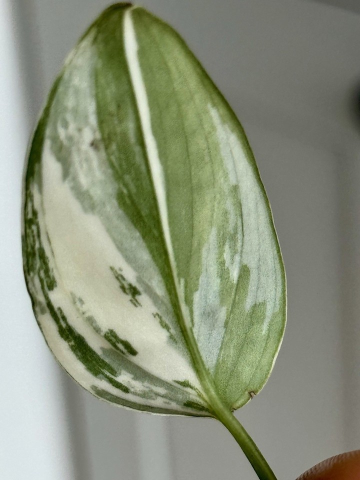Rare Scindapsus Hederaceus Silver Variegated One Leaf Cutting | eBay UK