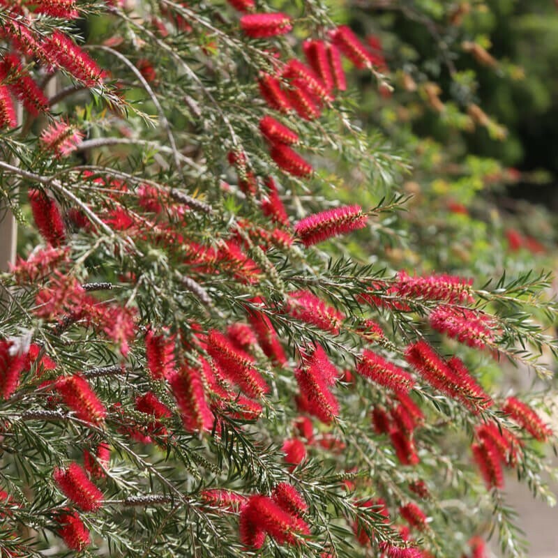 Callistemon rigidus | Red Cluster Bottlebrush Tree | Clemson Hardy | 50 ...
