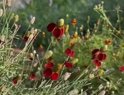 200+ Mexican Hat Flower Seeds - FRESH 2024 HARVEST - Great Bee ...