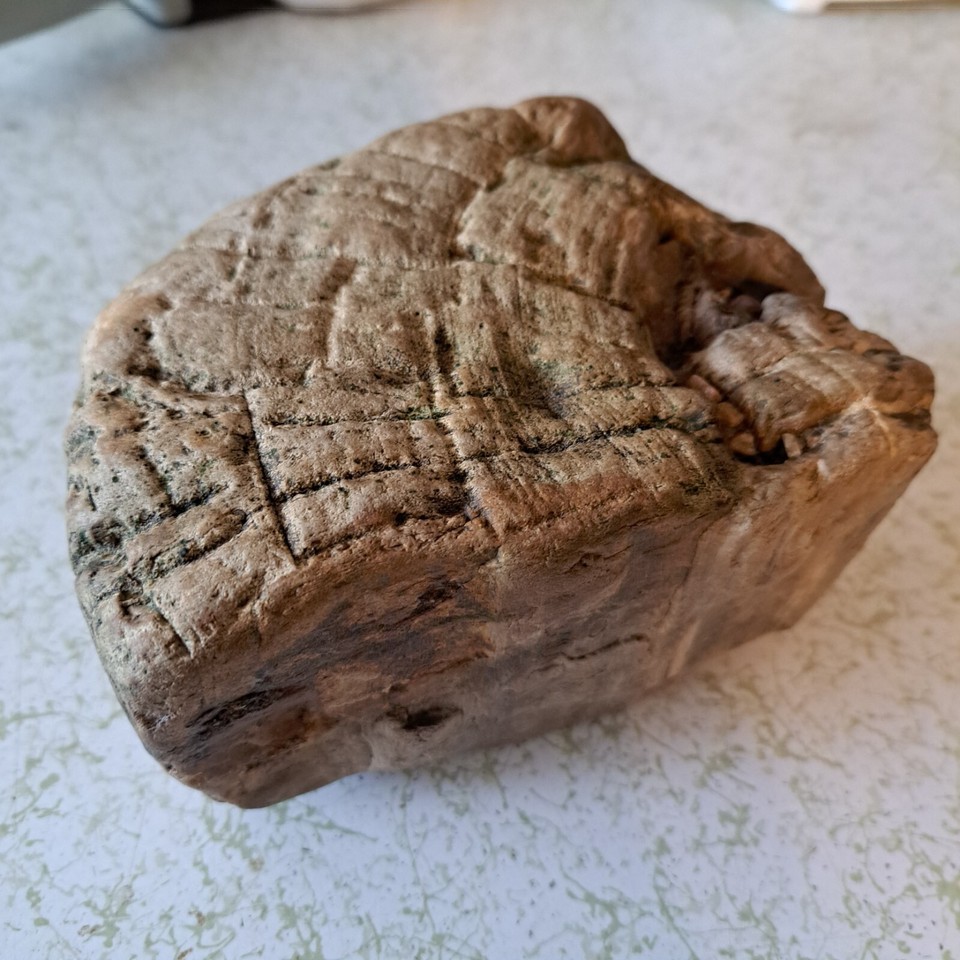 Colorado Petrified Fossil Wood Tree Heartwood Growth Rings Natural ...