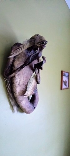 Fiji Mermaid Wall Mount 20 x 13in Taxidermy Juan Cabana | eBay