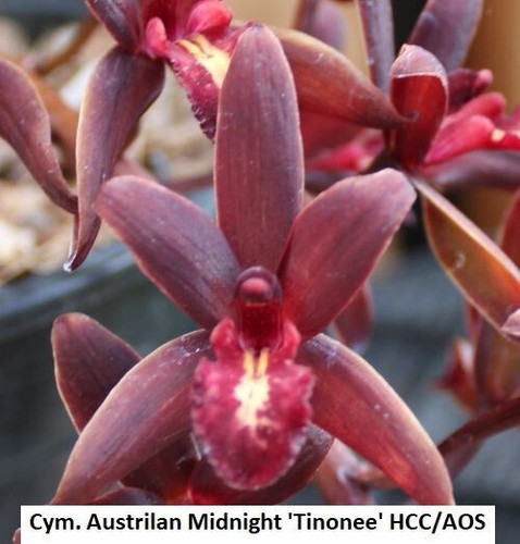 Orchids Cymbidium Australian Midnight ‘Tinonee’ HCC/AOS--5 SPIKES ...