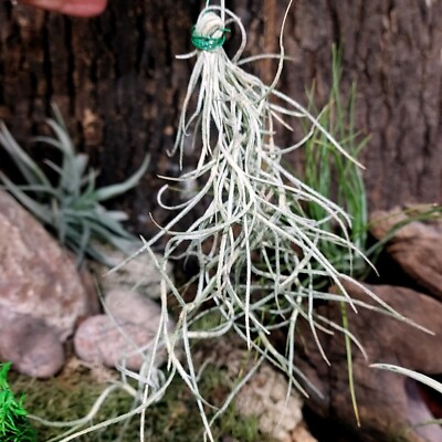 Spanish Moss Tillandsia Usneoides | Trailing Airplant | 12 to 15cm long ...