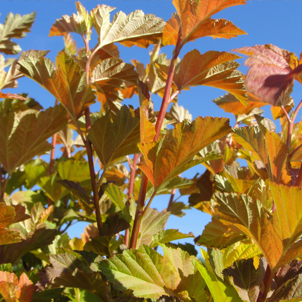 Physocarpus Opulifolius 'Amber Jubilee' Garden Plant 3.5L Pot Hardy ...