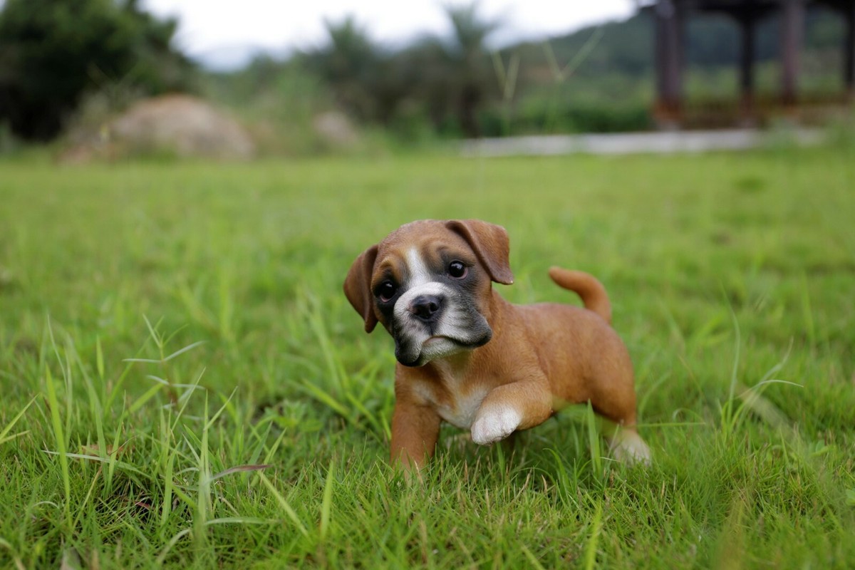 Adorable Baby Boxer Puppies