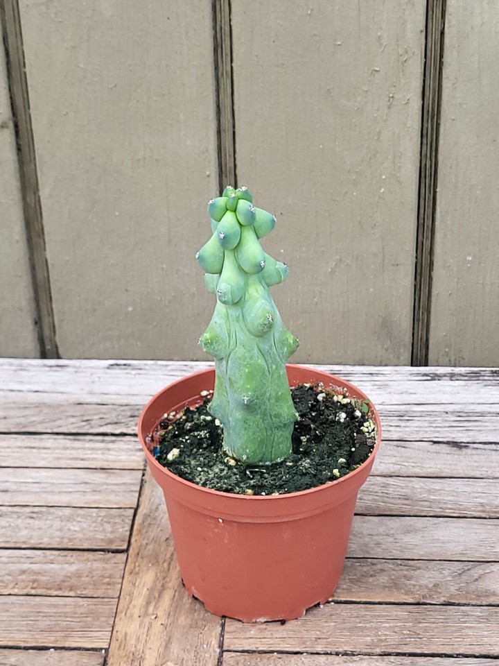 Myrtillocactus geometrizans 'fukurokuryuzinboku' (bobbie cactus) rare ...
