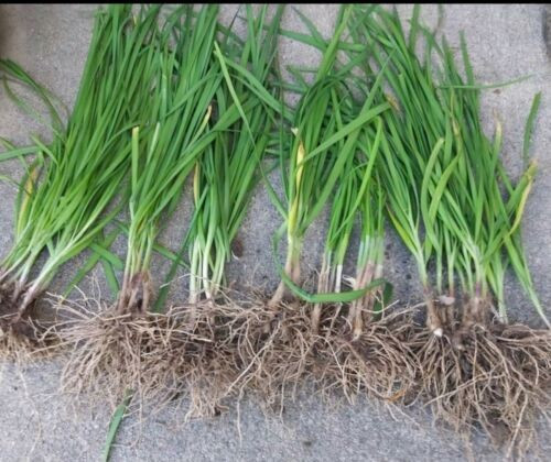 60 Garlic Chives Live Plant Bare Roots, Hardy Perennial Herb 韭菜老根 | eBay