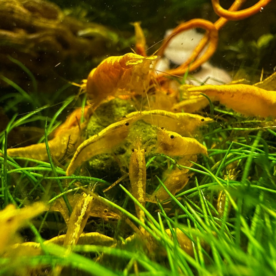 10 +1 Yellow Golden Back Shrimp Freshwater Neocaridina Live Guarentee ...