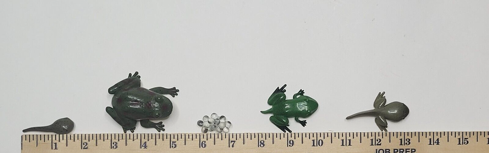 Plastic Frog Life Cycle Stage Figures 5 pieces Growth Education Science ...